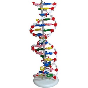 DNA Model by xUmp.com