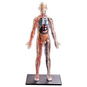 4D Transparent Human Body Anatomy Model Kit - 60 parts | xUmp